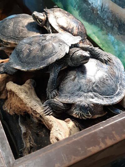 Park Ridge Insider Jennifer Mackowiak on Italian favorites at Zia’s ...